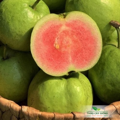 Cây Giống Ổi Ruby Ruột Đỏ » Thảo Cây Giống
